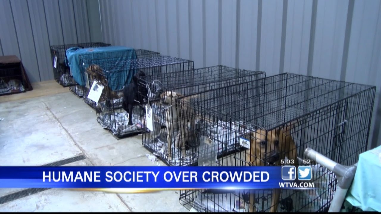 Plenty of animal shelters facing overcrowding - YouTube