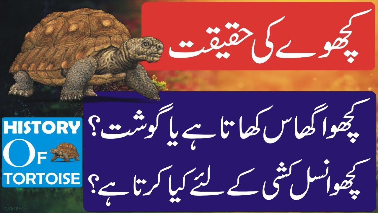 Tortoise History In Urdu Hindi Tortoise Facts Tortoise Age tortoise-history-in-urdu-hindi-tortoise-facts-tortoise-age