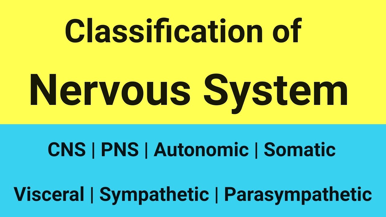 Central and Peripheral Nervous System Classification | Classification ...