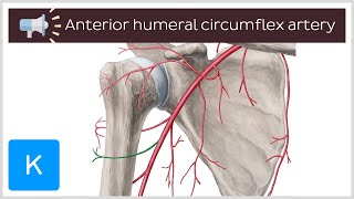 Circumflex Scapular Artery