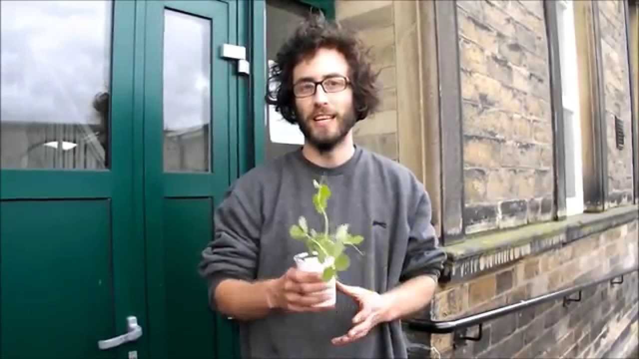 Adam talks about the Daniel O’Rourke pea - YouTube