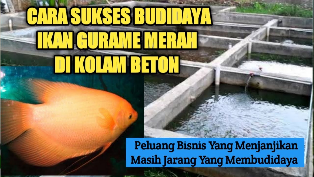 CARA SUKSES BUDIDAYA IKAN GURAME MERAH DI KOLAM BETON - YouTube