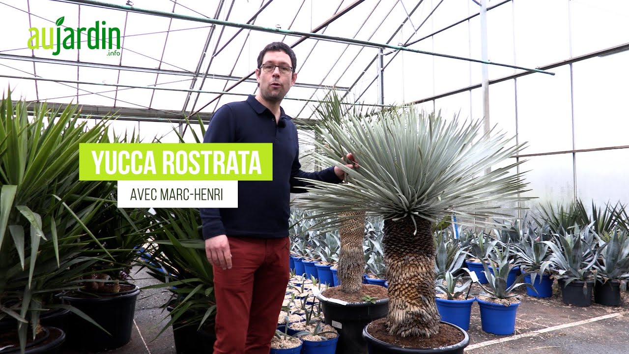 YUCCA ROSTRATA une PLANTE très GRAPHIQUE au FEUILLAGE BLEUTÉE ...