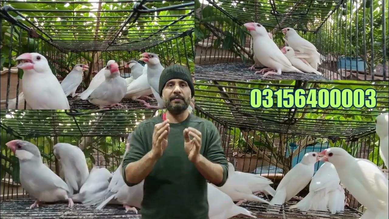Java care, java breeding, Fawn Java , Java Sparrow , Java Finch , White Java , Silver Java - YouTube
