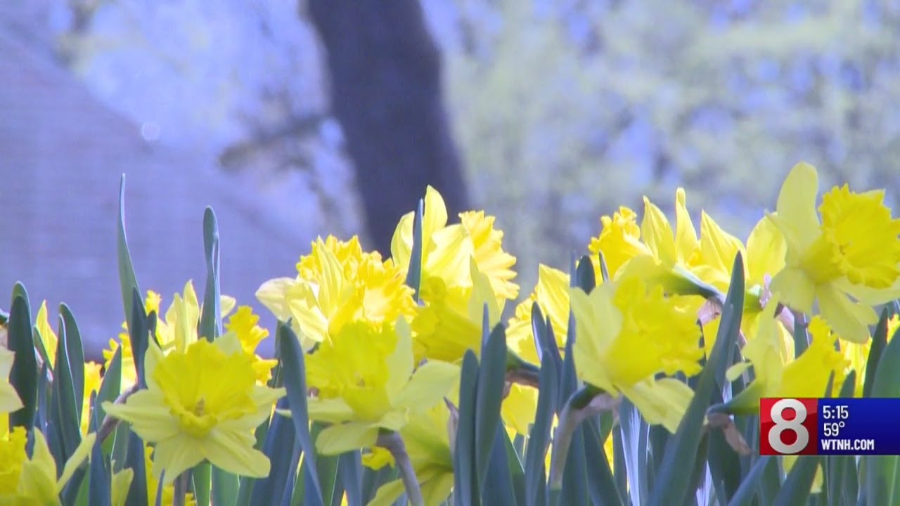One of Connecticut's biggest spring festivals kicks off this weekend in ...