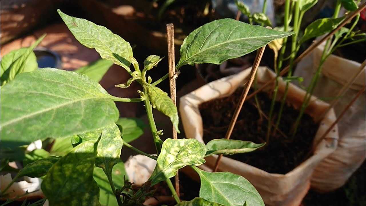 Cara mengatasi hama tungau pada cabe - YouTube