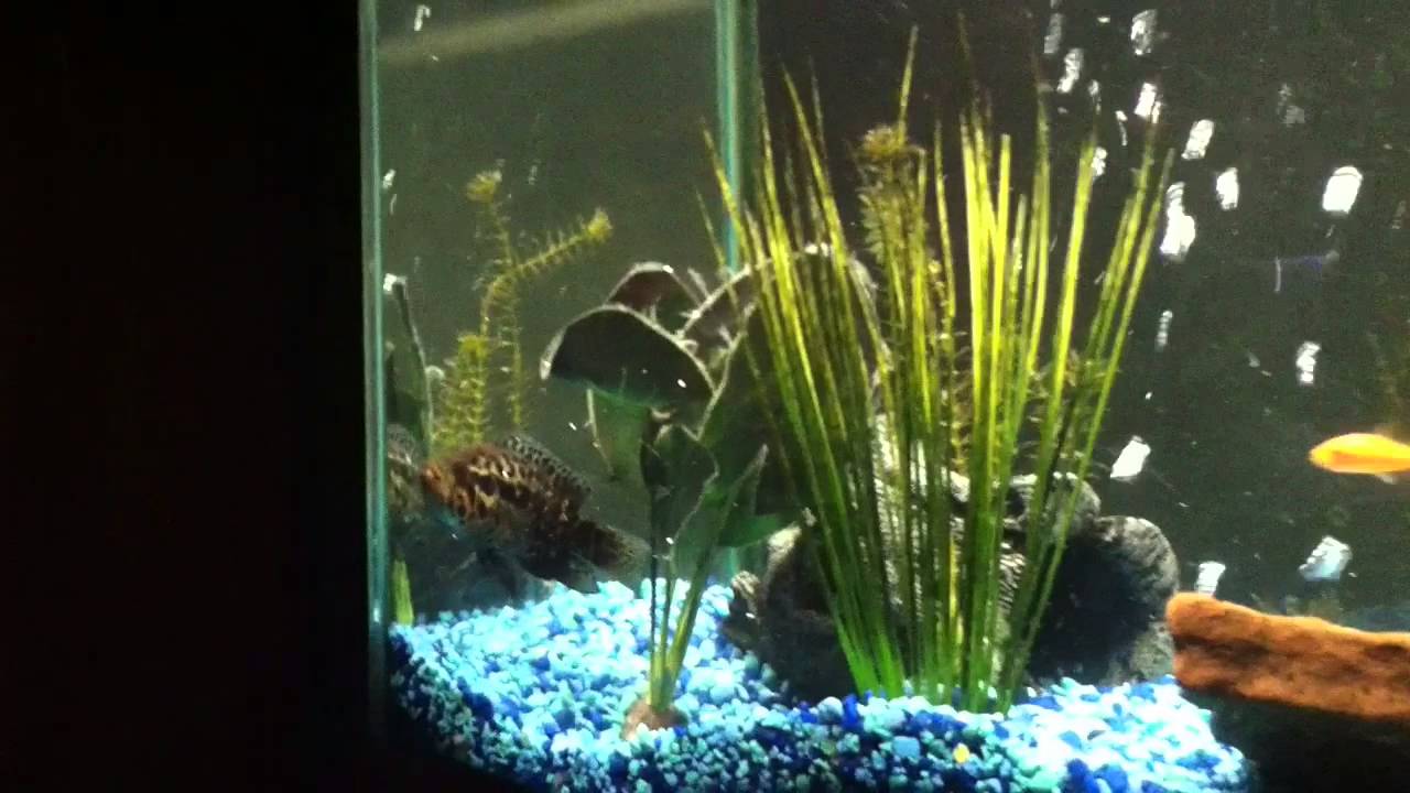 Feeding A Aztec cichlid some gold fish - YouTube