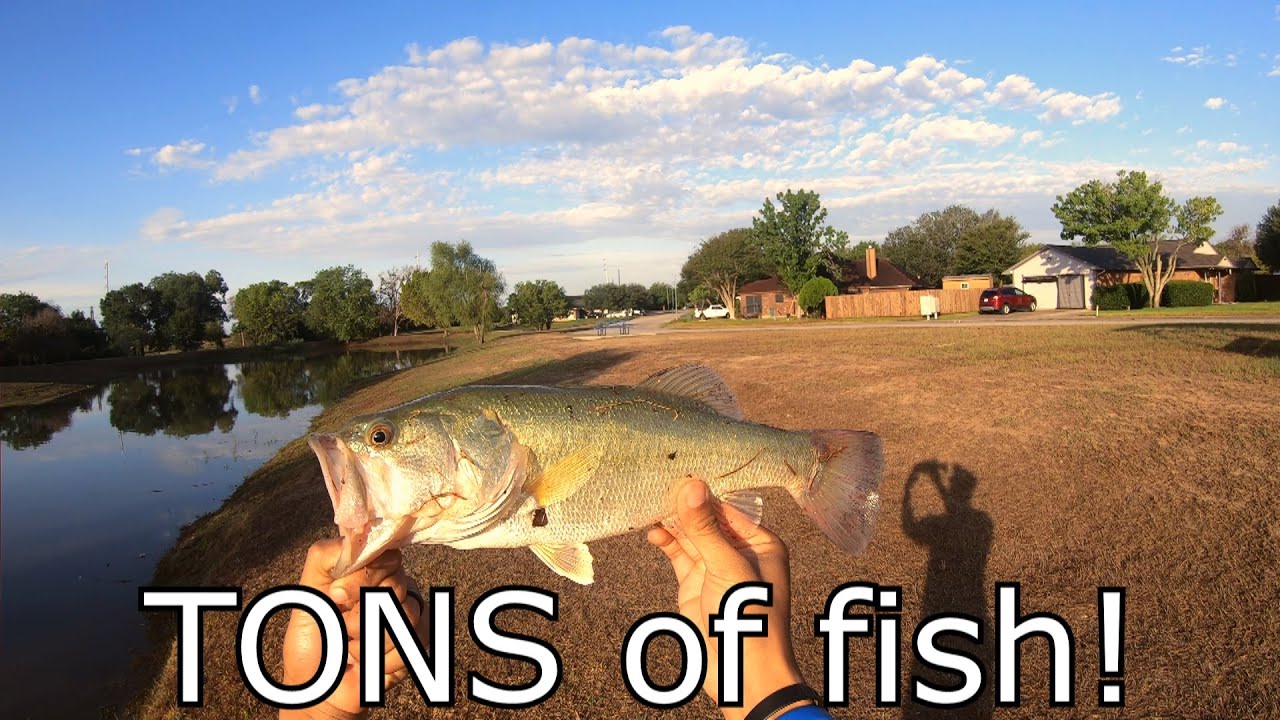 Spillway Fish Compilation - YouTube