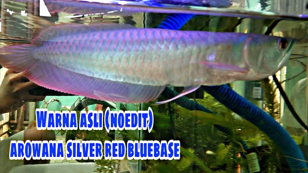 Arwana silver red bluebase size 25cm up (unik) - YouTube