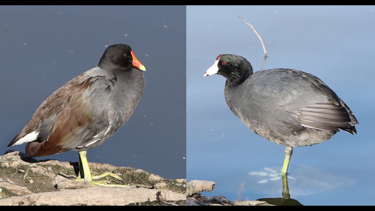 Two alike: Common Gallinule and American Coot - YouTube