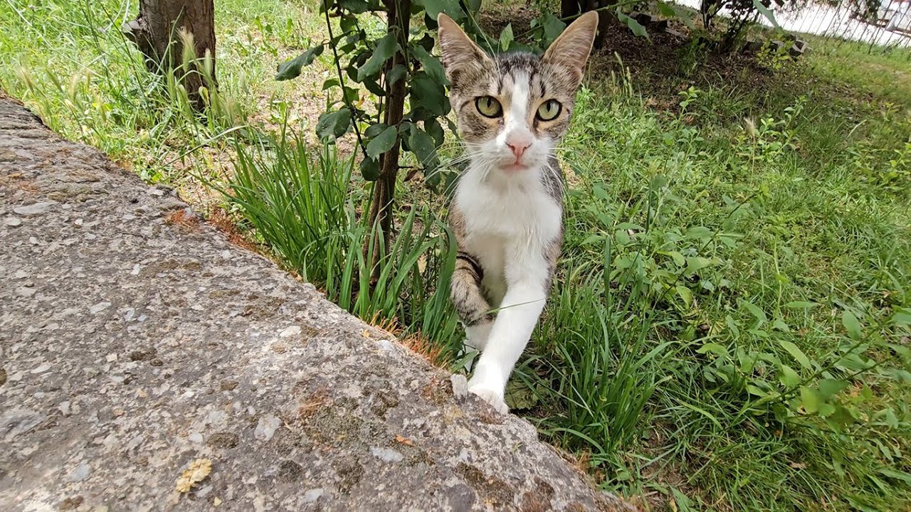 Petting And Feeding Friendly Stray Cats - YouTube