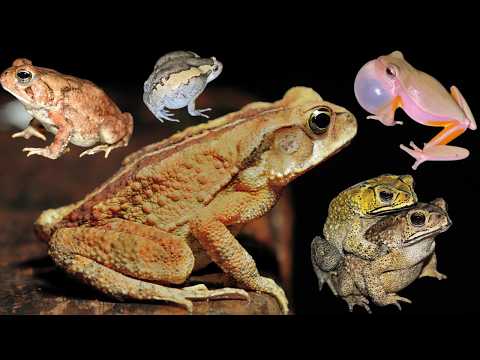 Amazing Frog and Toad Moments ,frog sounds | Catching Jumping Frogs & Funny Jumping Toads 🐸😂