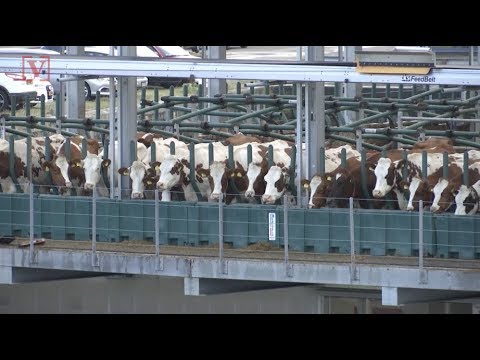 A Dairy on the Dock, See How This Futuristic Floating Farm Works - YouTube