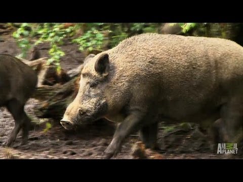 These Are No Ordinary Pigs | Invasion - YouTube