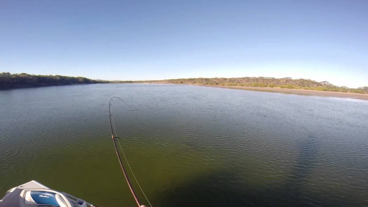 Big Gutter Fish - YouTube