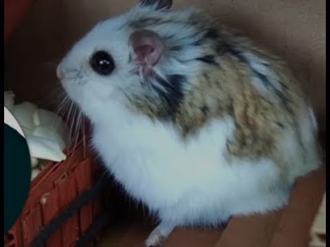 I added ropes to my gtag fan game - YouTube