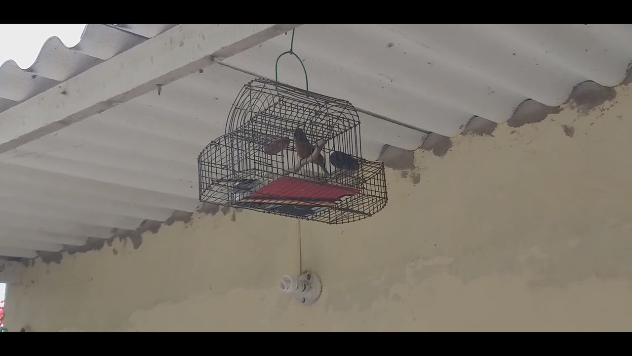 canto de rosita,, LA PECHICHE,, - YouTube