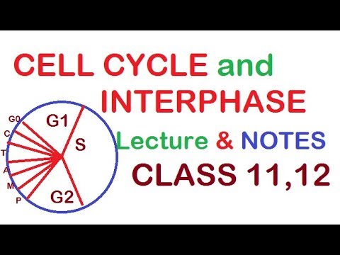 CELL CYCLE and INTERPHASE, G1, S and G2 PHASE - YouTube