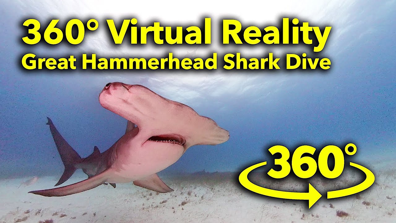 Hammerhead Shark 360° Virtual Reality Dive #nature #wildlife #shark #sharks #sharkweek # ...
