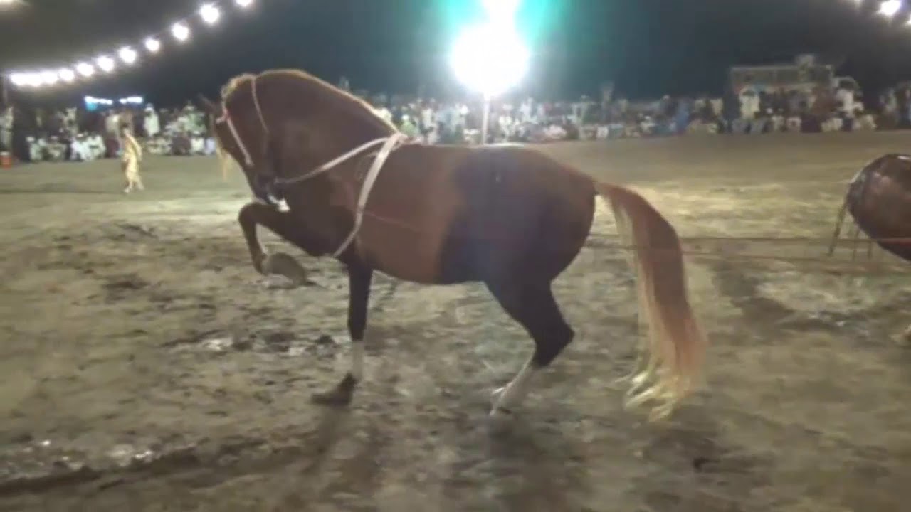 Ghora Dance !!!!! Horse Dance in Punjab Pakistan lodhran Horse no 19 ...