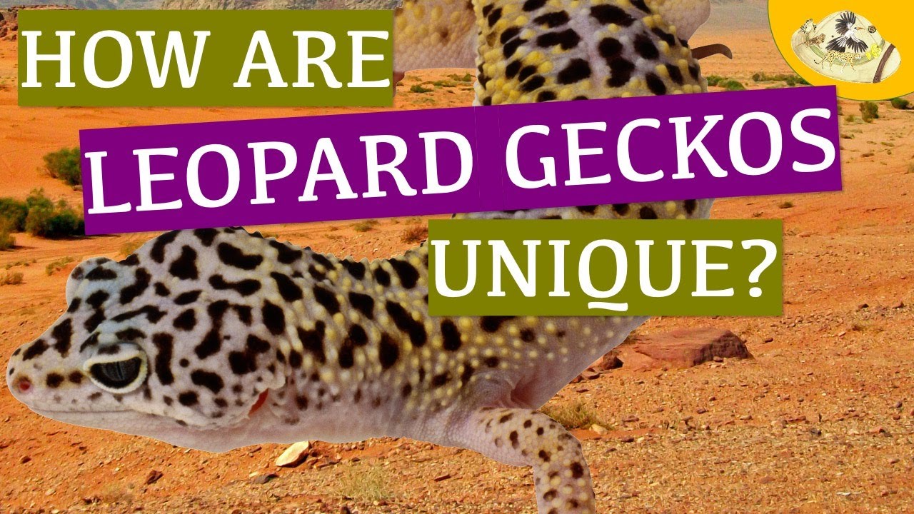 What makes Leopard Geckos different from Tokay Geckos? Gecko Questions ...