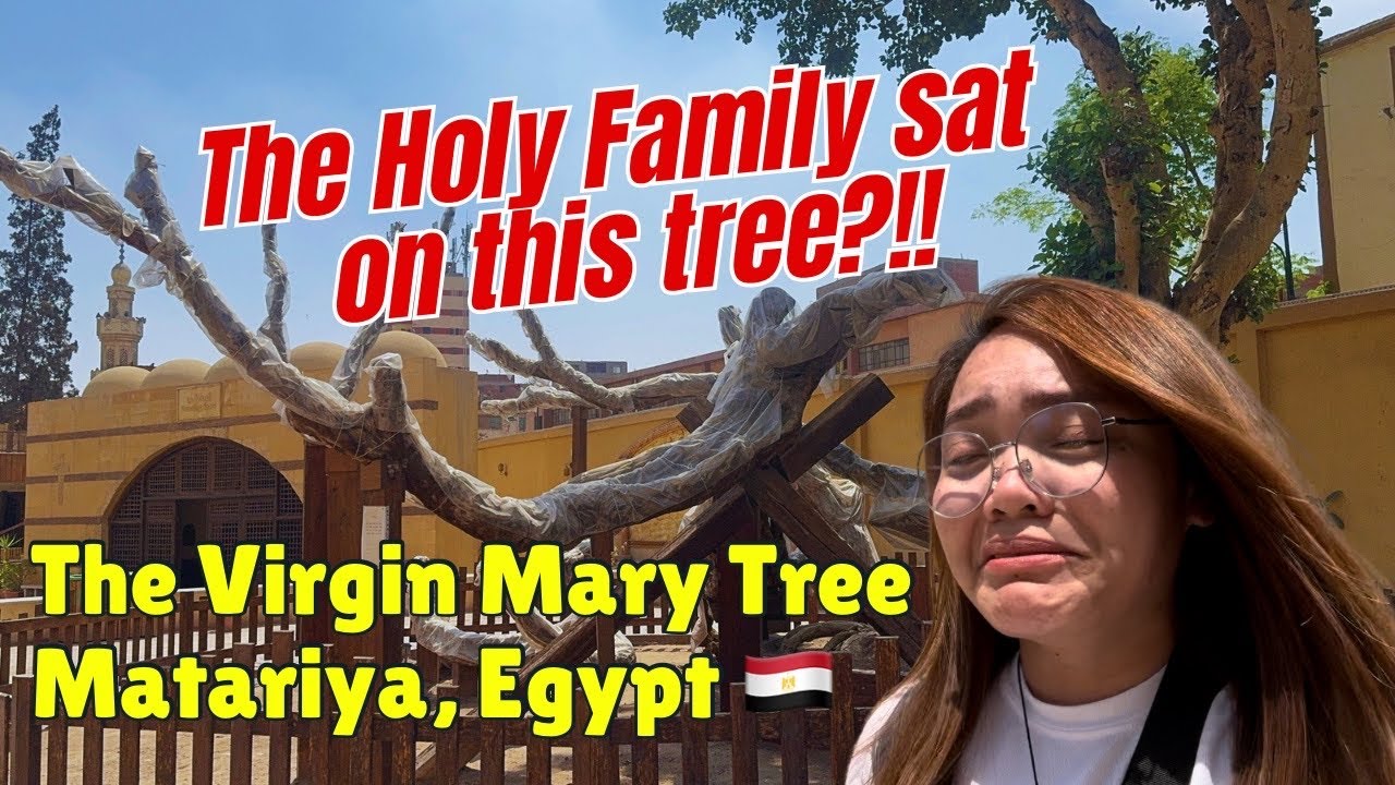 Egypt: The Holy Family Route - The Virgin Mary Tree, Matariyah ...