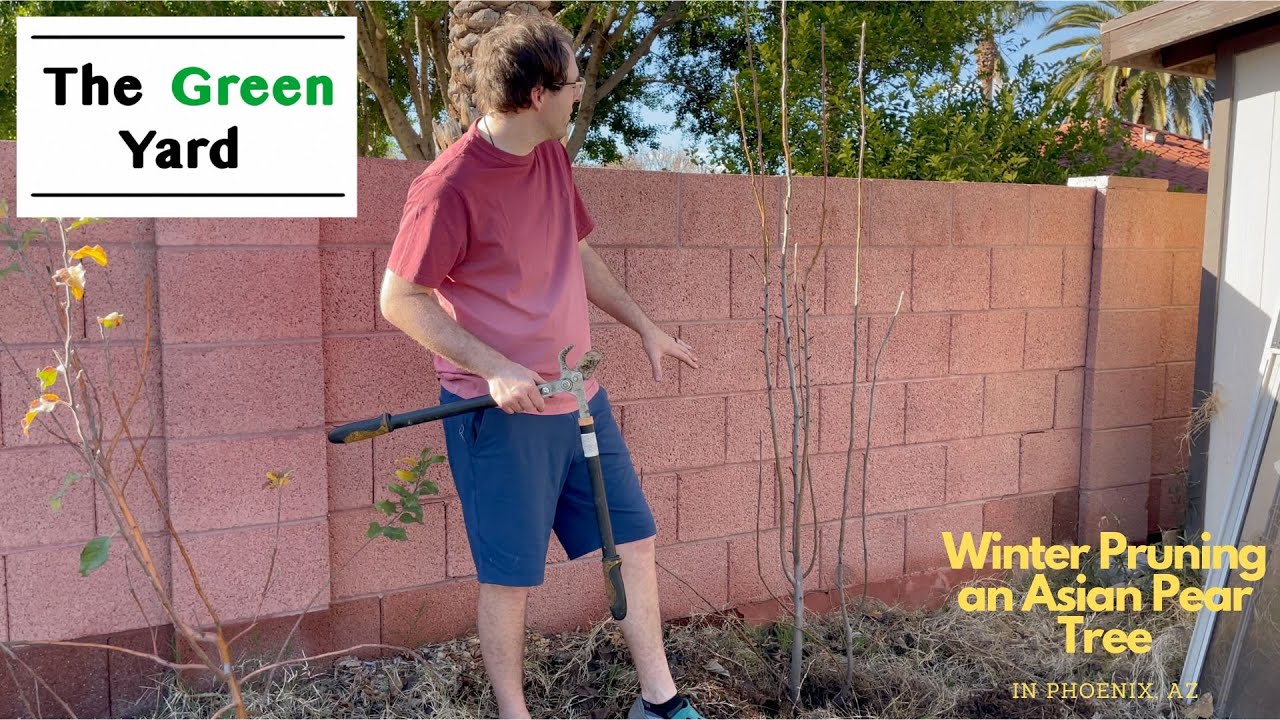 Winter Pruning an Asian Pear Tree In Phoenix, AZ - YouTube