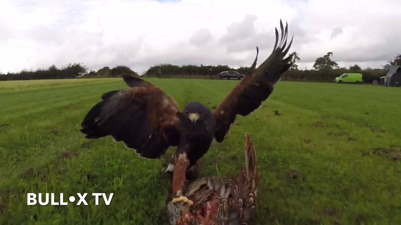 Bull-X Buggy Harris Hawk - YouTube