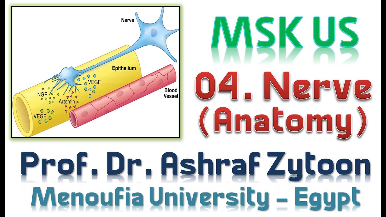 04. MSK US ... US Neurography (Anatomy) - YouTube