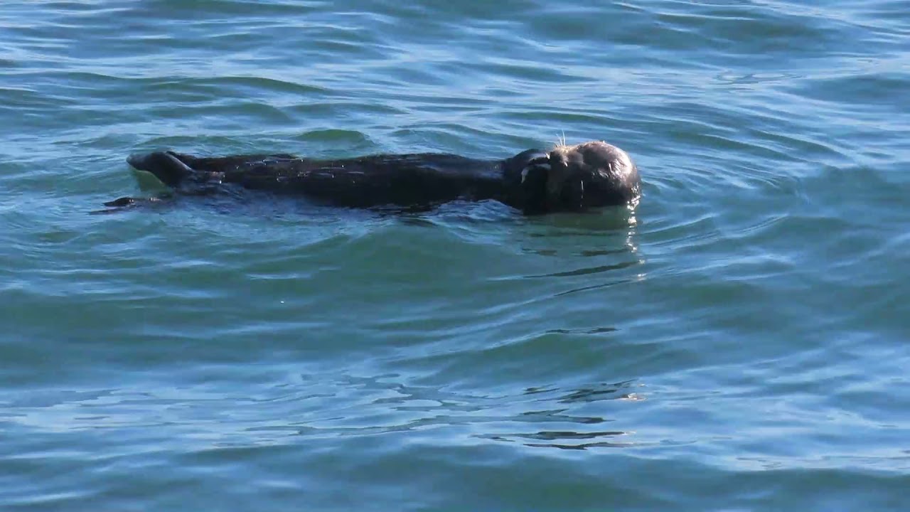 Sea otters are using rocks to crack open shells while floating on their ...