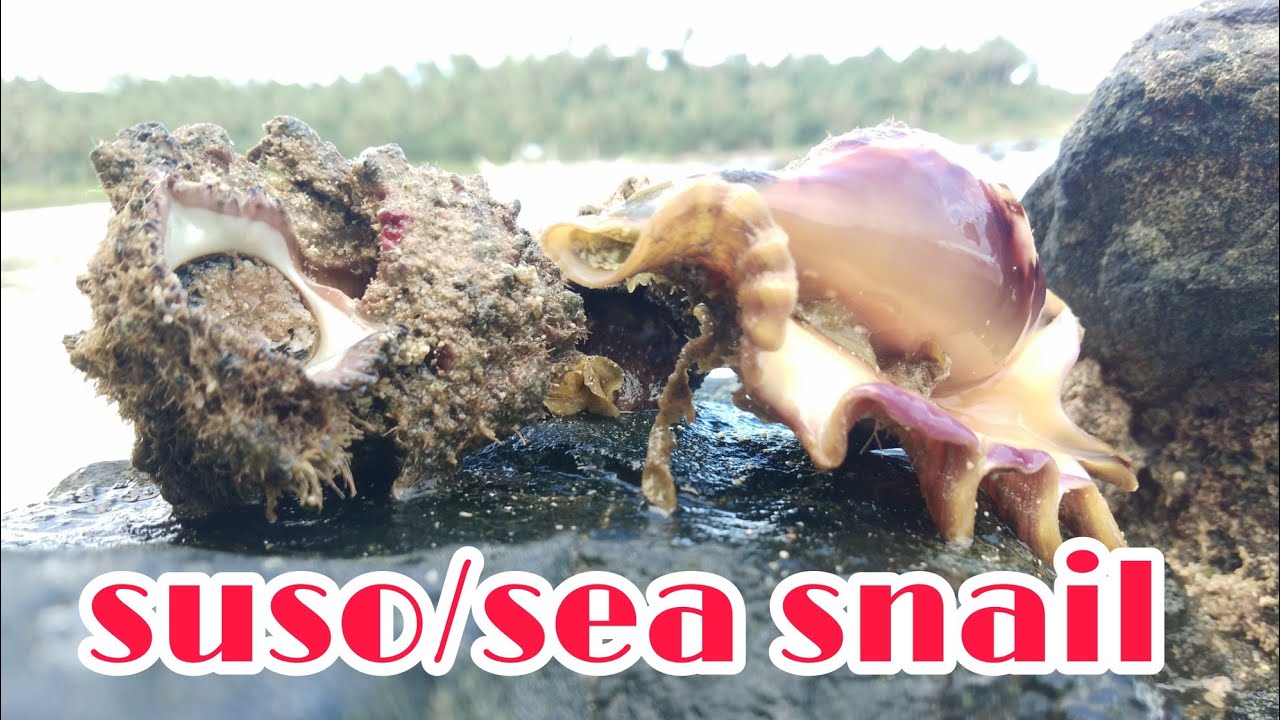 Pulotin natin ang suso/sea snail | masarap na ulam #subscribe # ...