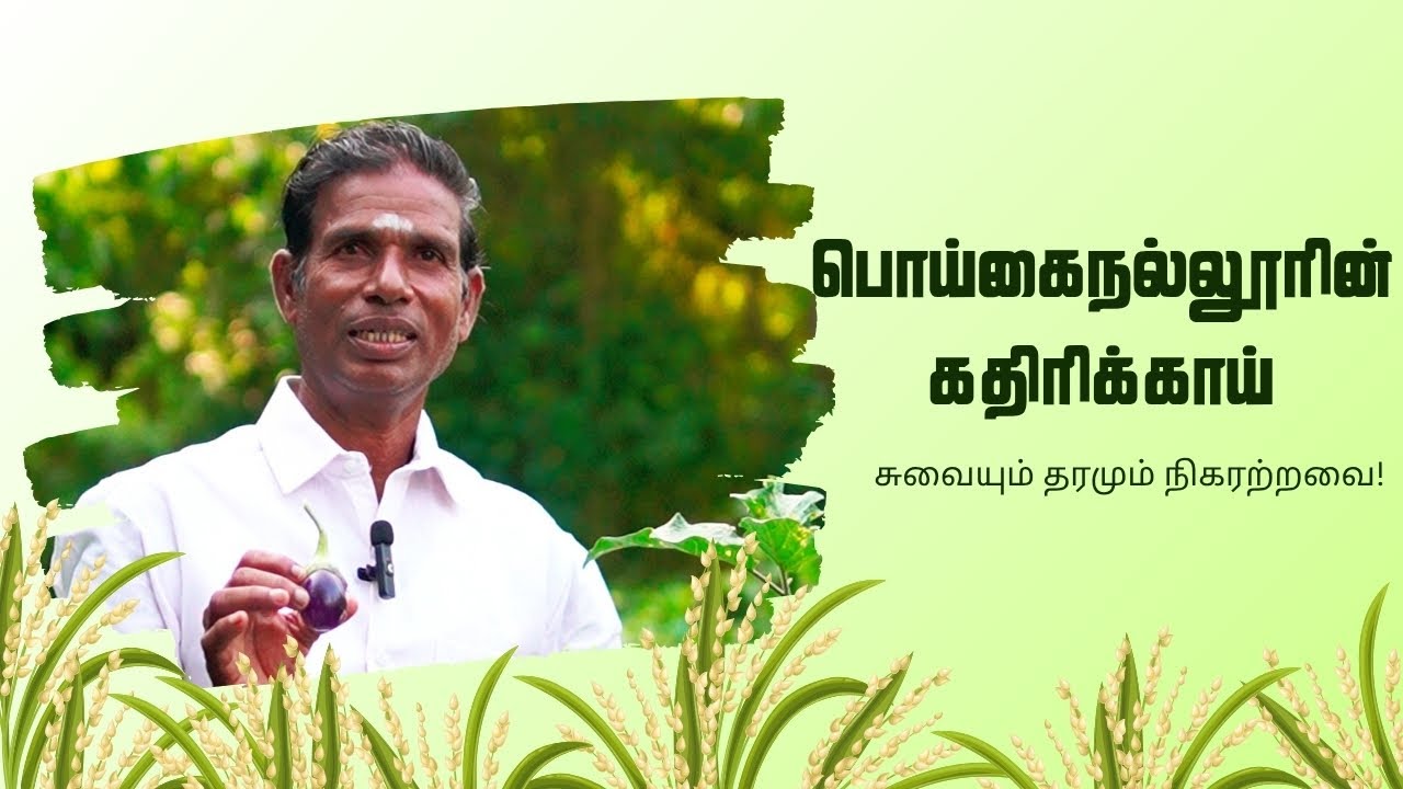 பொய்கைநல்லூரின் கத்திரிக்காய் – சுவையும் தரமும் நிகரற்றவை ...