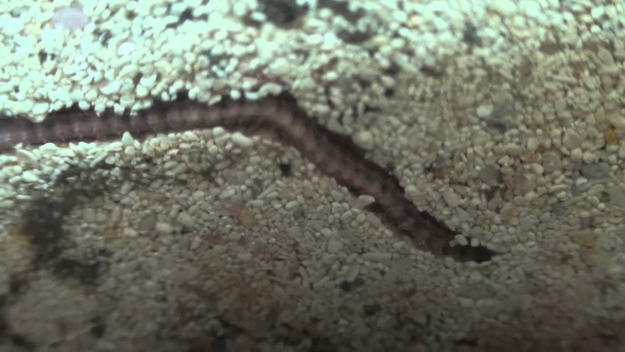 LITTLE DOES THE SEAHORSE KNOW THERE IS A WORM LURKING BELOW! - YouTube