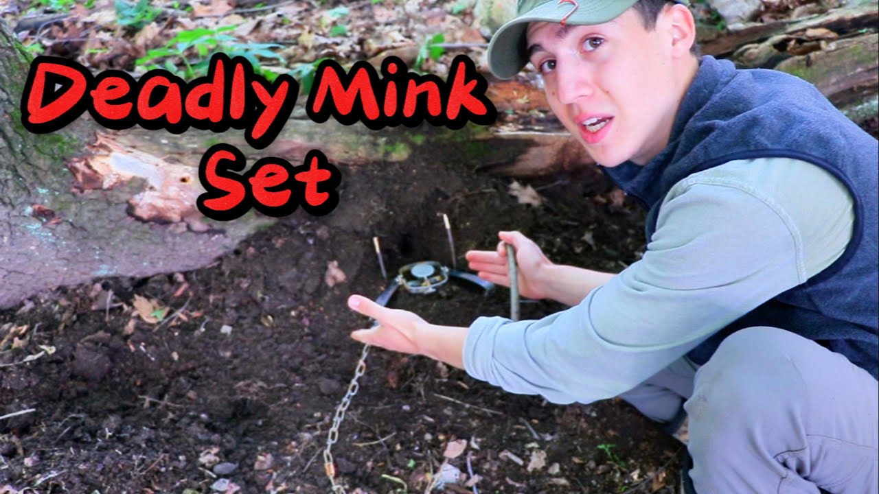 TRAPPING MINK || SIMPLE & EFFECTIVE {HOW TO} - YouTube