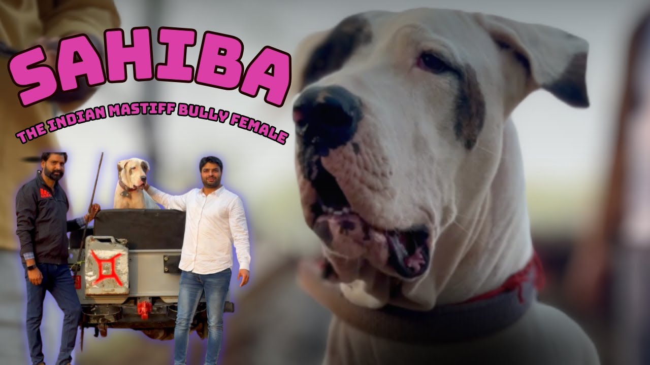 The Indian Mastiff Bully Female 'SAHIBA' Big Head Bully Female // Bully ...