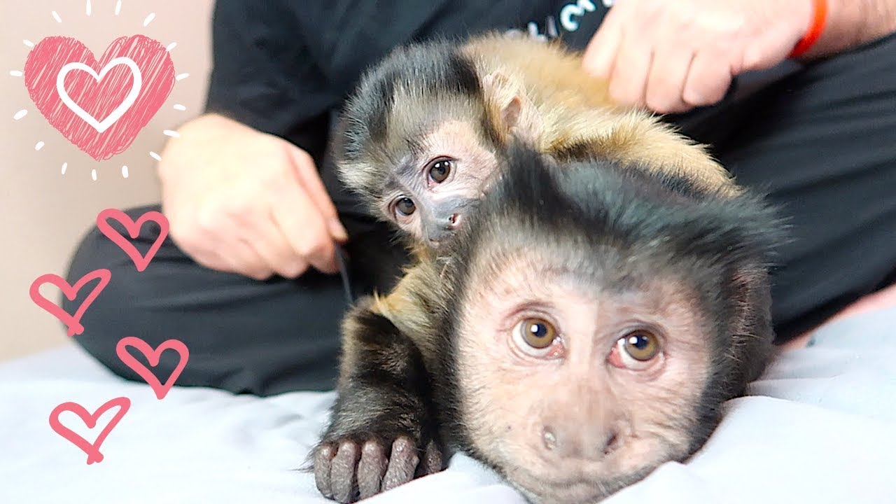 Monkeys on the Bed! (FUN TIME) - YouTube