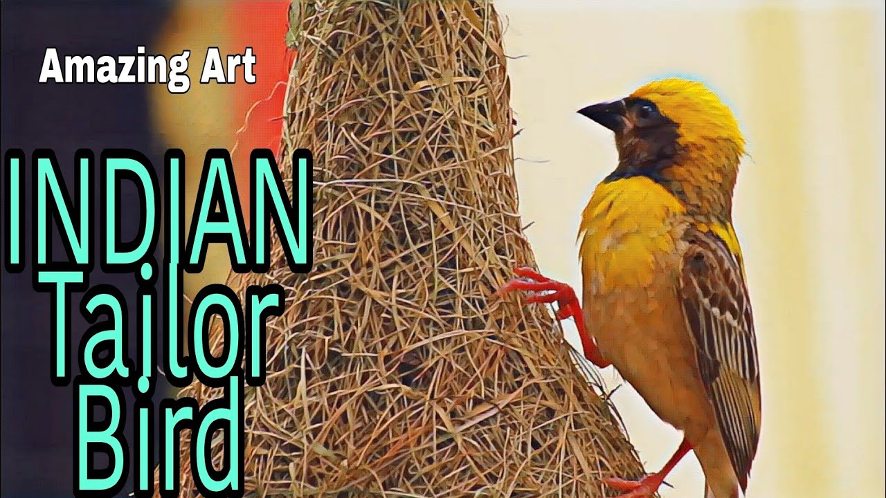 Indian TAILOR BIRD (Sugran) Art | Caught in the Act | Bird Nest ...