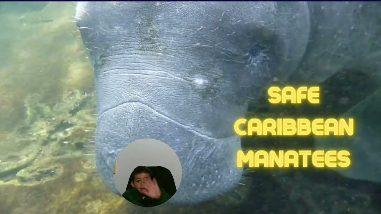 Safe Caribbean Manatees - YouTube