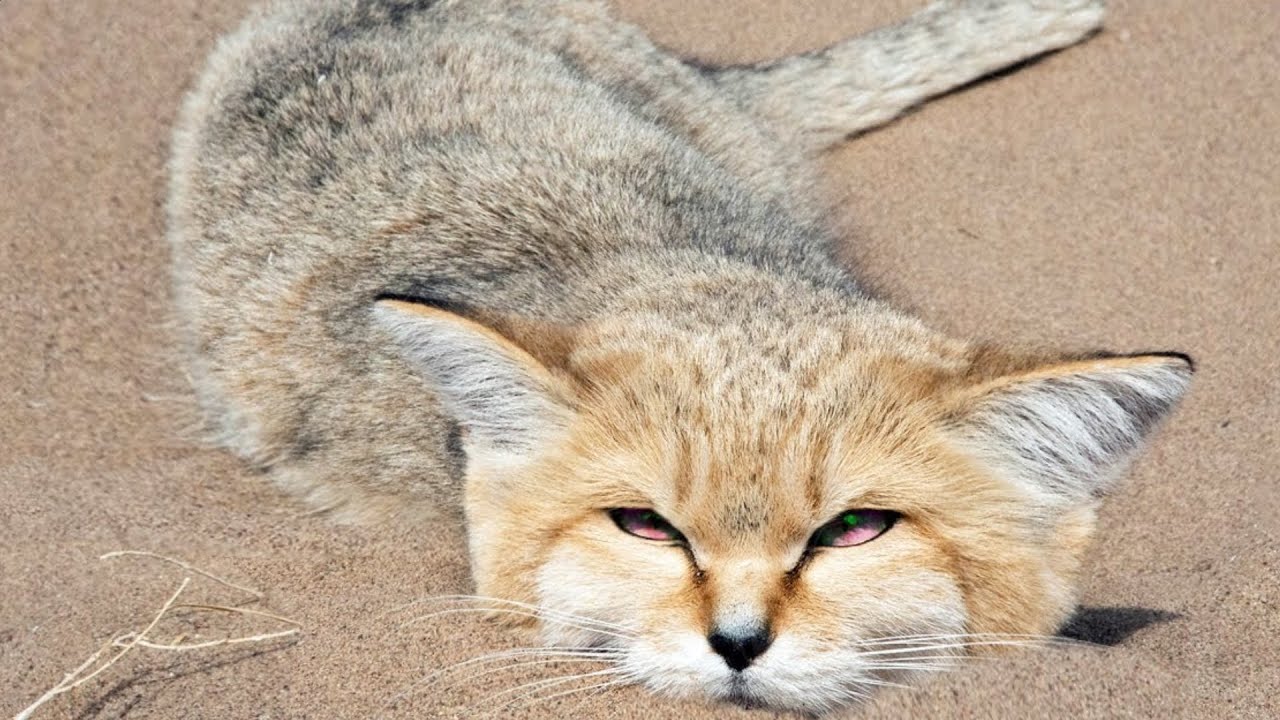 This is the Most Stealthy Predator. Cat Killing Snakes and Scorpions ...