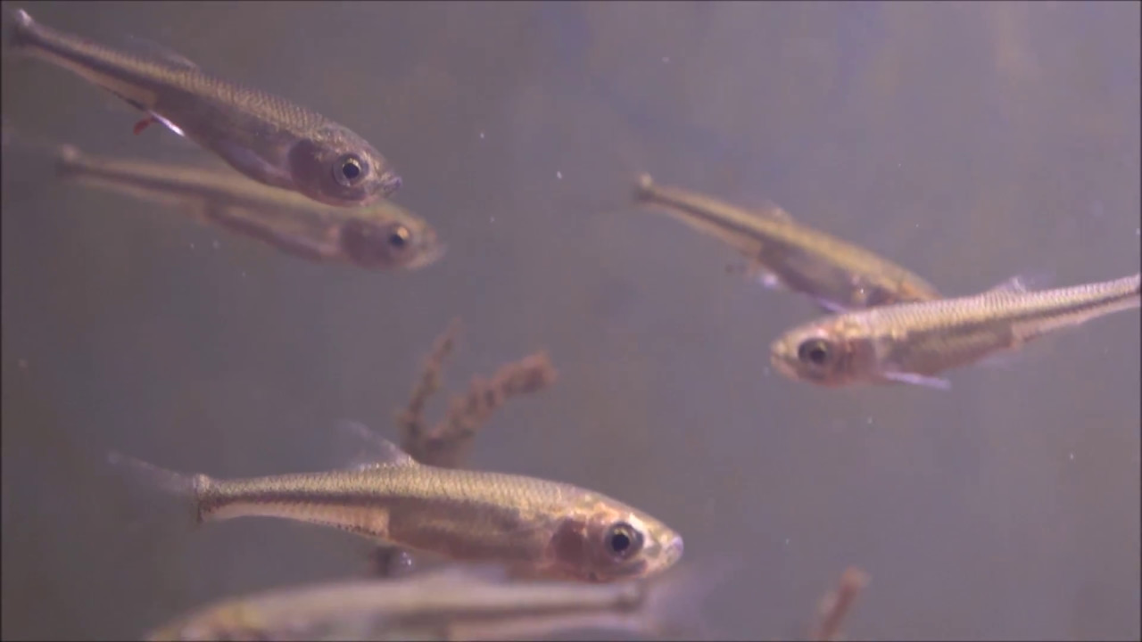 Moderlieschen, Leucaspius delineatus - YouTube