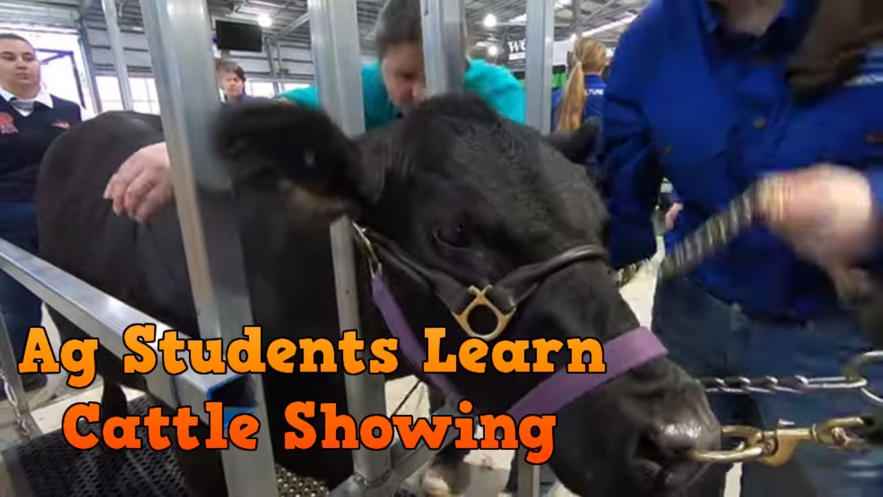 Agriculture Students Learn to Show Cattle - YouTube