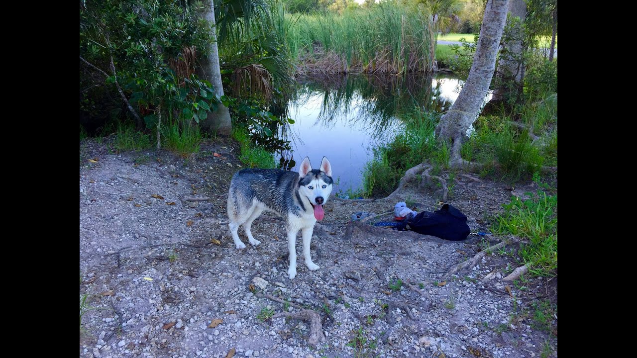 Husky Enjoys the Lake! - YouTube