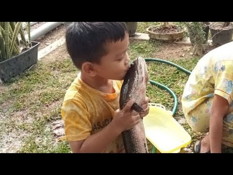 Ikan Gabus Monster Ikan Lele Raksasa Main Air - YouTube