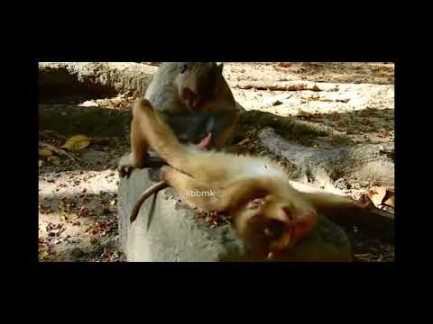 What Does A Monkeys Dick Look Like