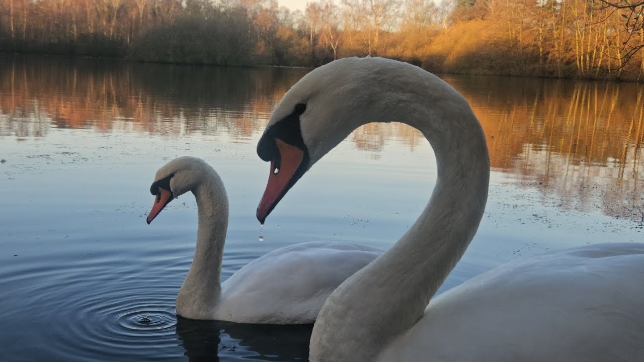 Mute Swan Couple Angus & Ria feed on seeds 16th December - YouTube