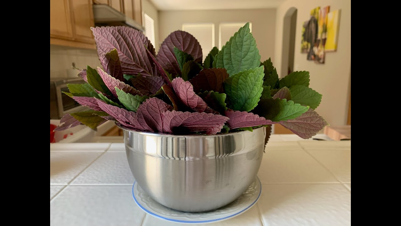 Lá Tía Tô - Vietnamese Perilla Harvesting (Perilla, Shiso, Beefsteak ...