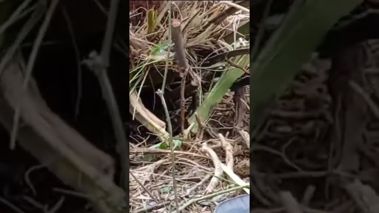 💥eecha maram vettai |eecha maram in tamil |காட்டுக்குள் ஈச்சமரம்🍍தண்டு ...