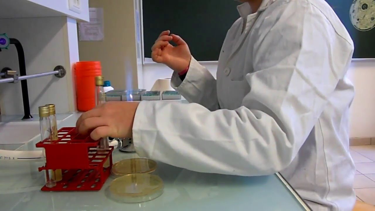 Antibiogramme : expérience - YouTube
