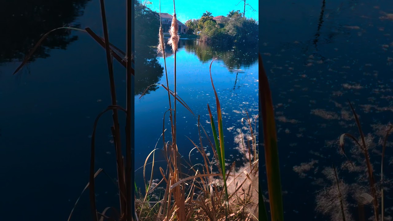 Cattail explosions. - YouTube