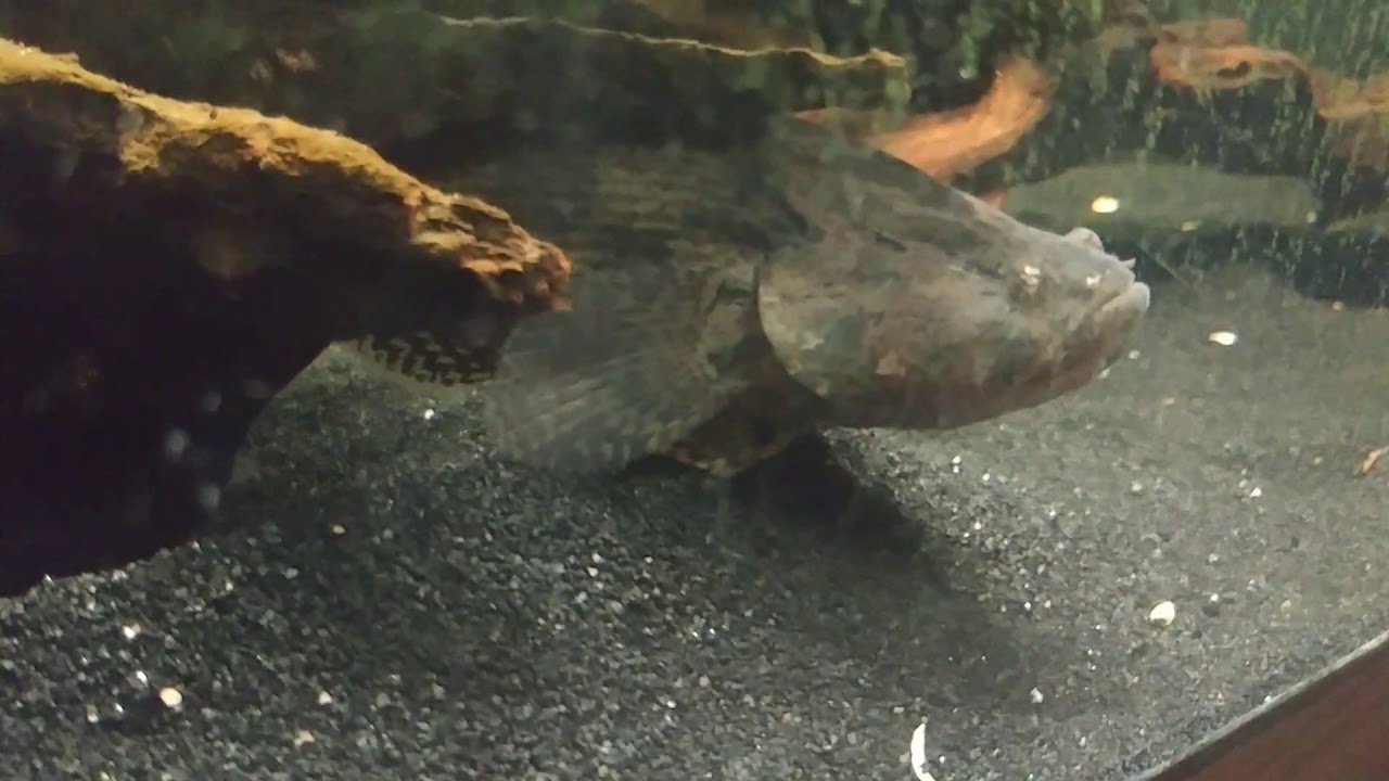 MARBLE SLEEPER GOBY(young monster 2) - YouTube